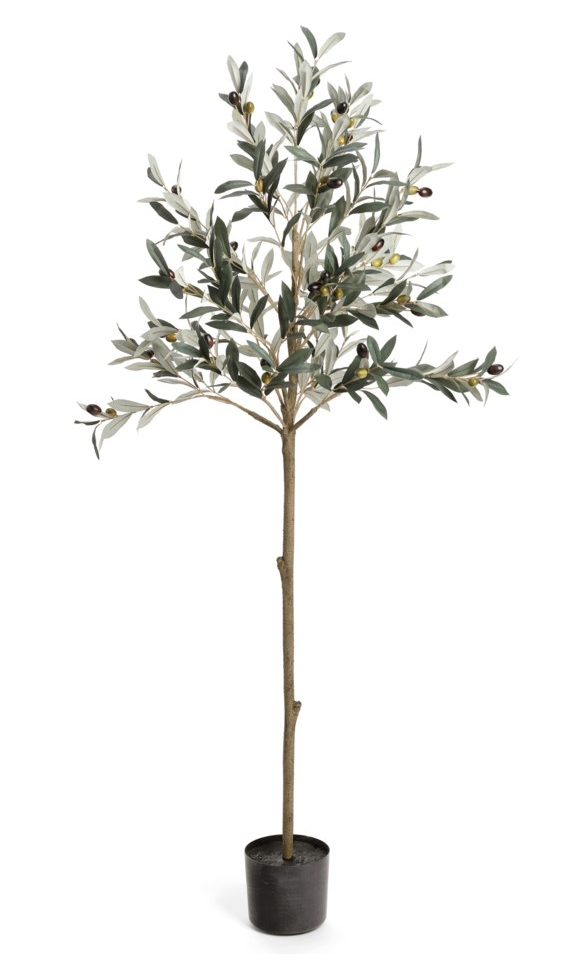 Olive Tree Potted | Tosh Co. Home Store
