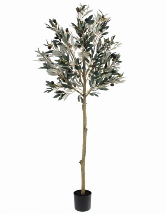 56" Olive Tree | Tosh Co. Home Store